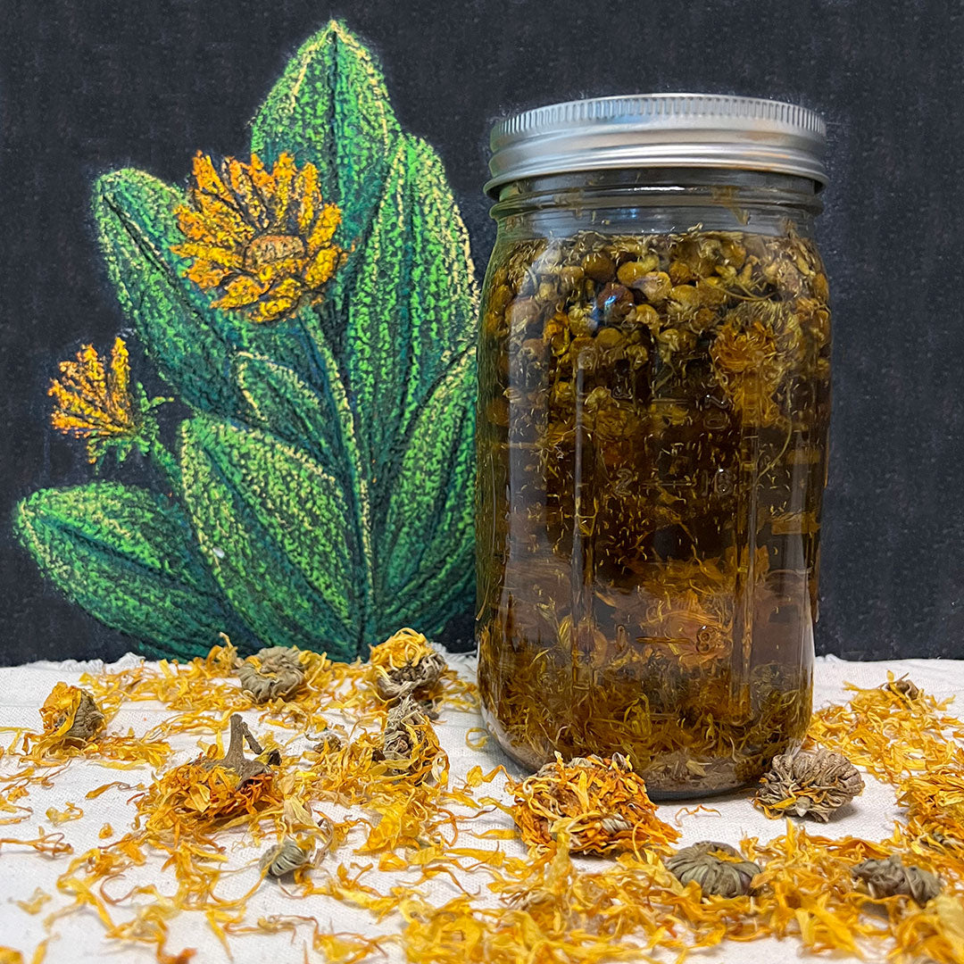 Calendula, The Power Flower! – Leelo Rose